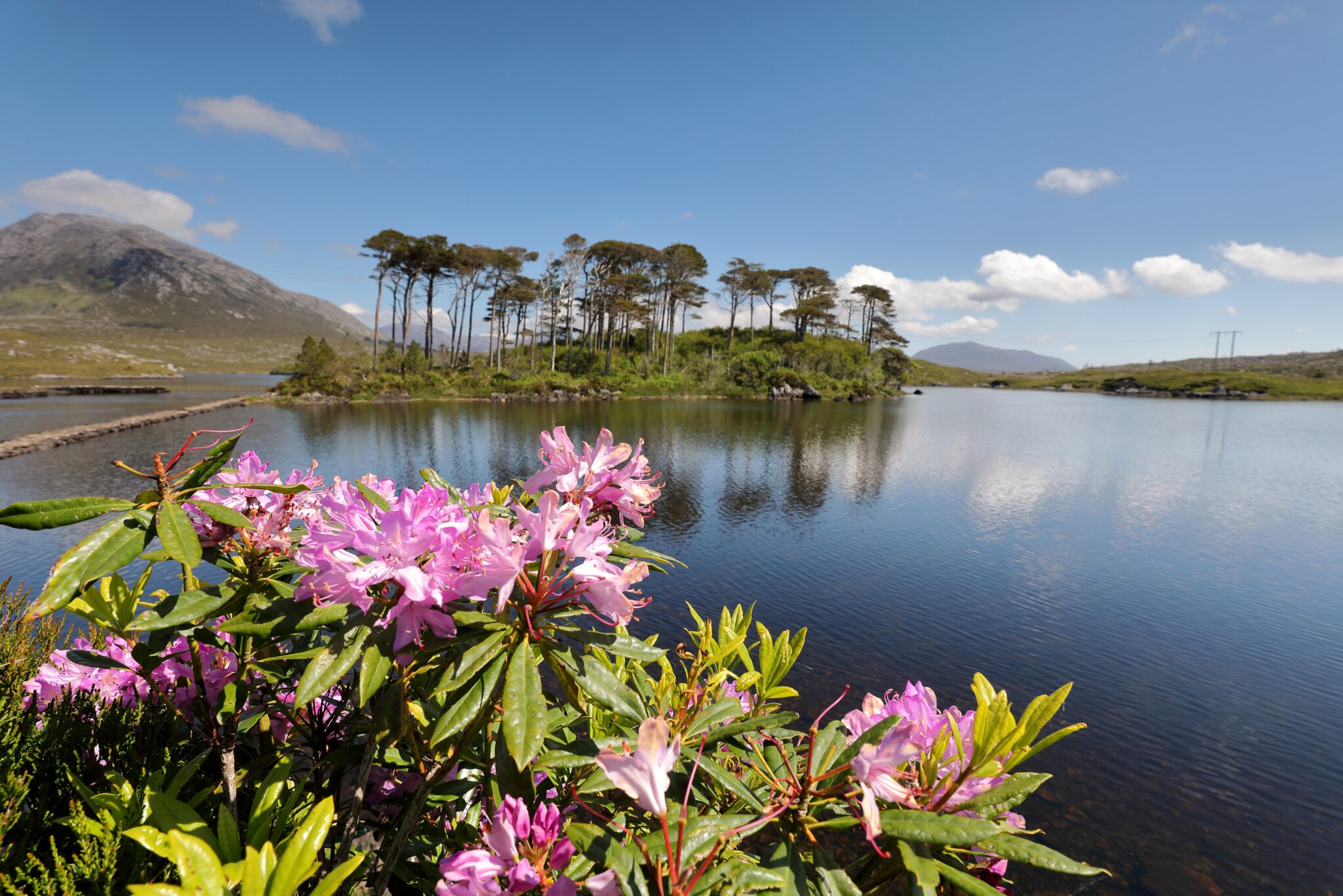Pine Island Derryclare Lake • Connemara & the Islands